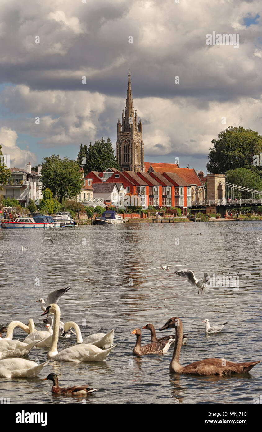 The River Thames at Marlow with Church and group of swans Stock Photo ...