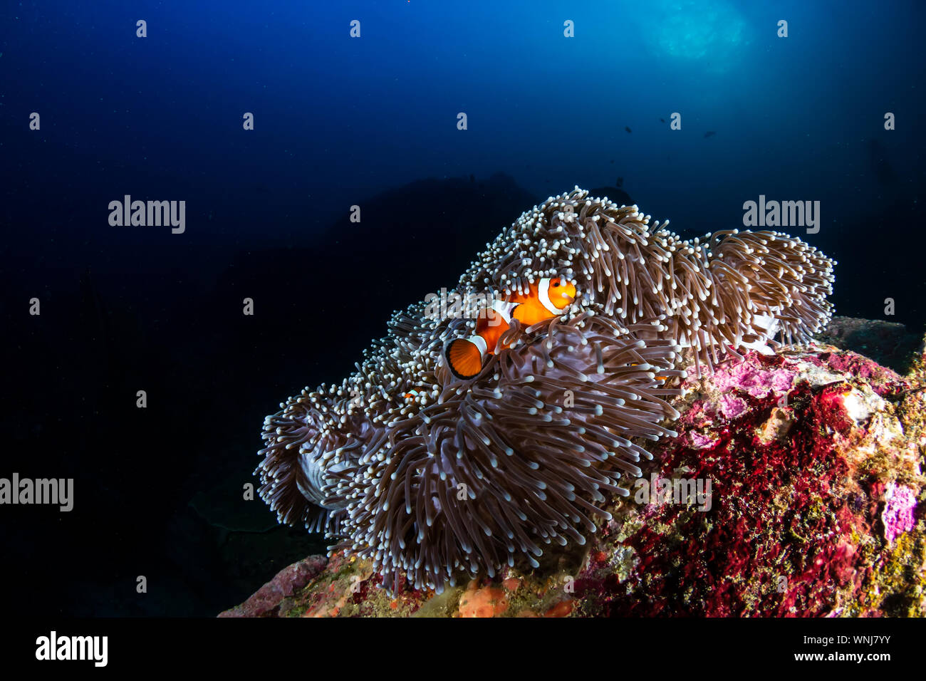 A family of cute Clownfish in their home anemone on a tropical coral ...