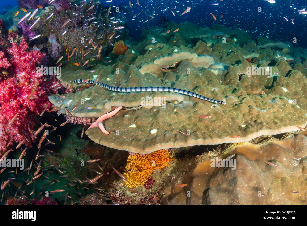 Sea Snake Reef High Resolution Stock Photography and Images - Alamy
