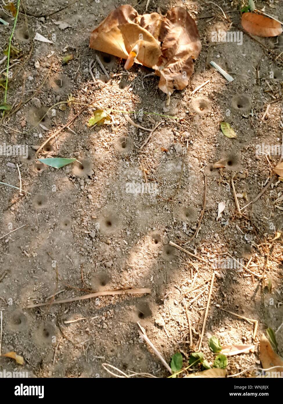 Ant Hole Stock Photos & Ant Hole Stock Images - Alamy