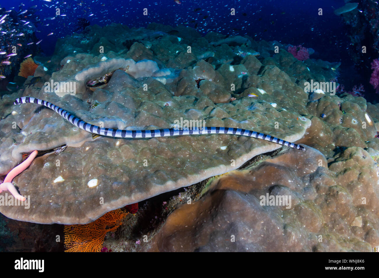 Banded Sea Snake on a tropical coral reef in Thailand Stock Photo - Alamy