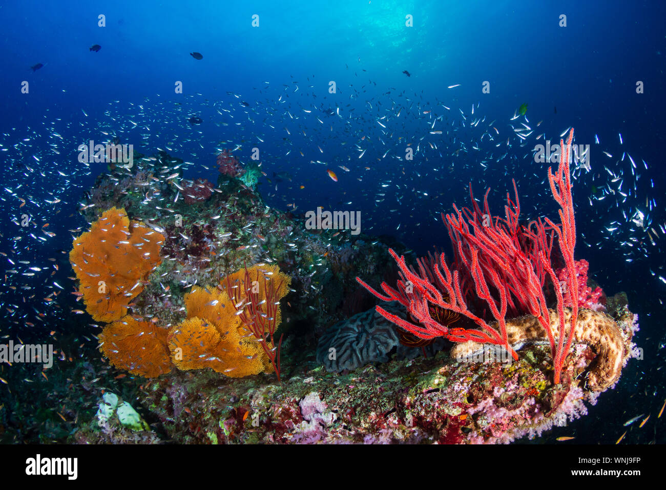 Tropical fish swimming around a healthy, colorful coral reef Stock ...