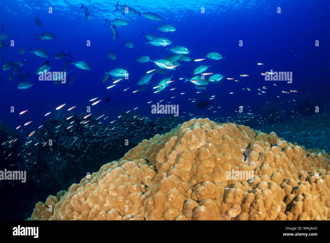 Tropical fish swimming around a healthy, colorful coral reef Stock ...