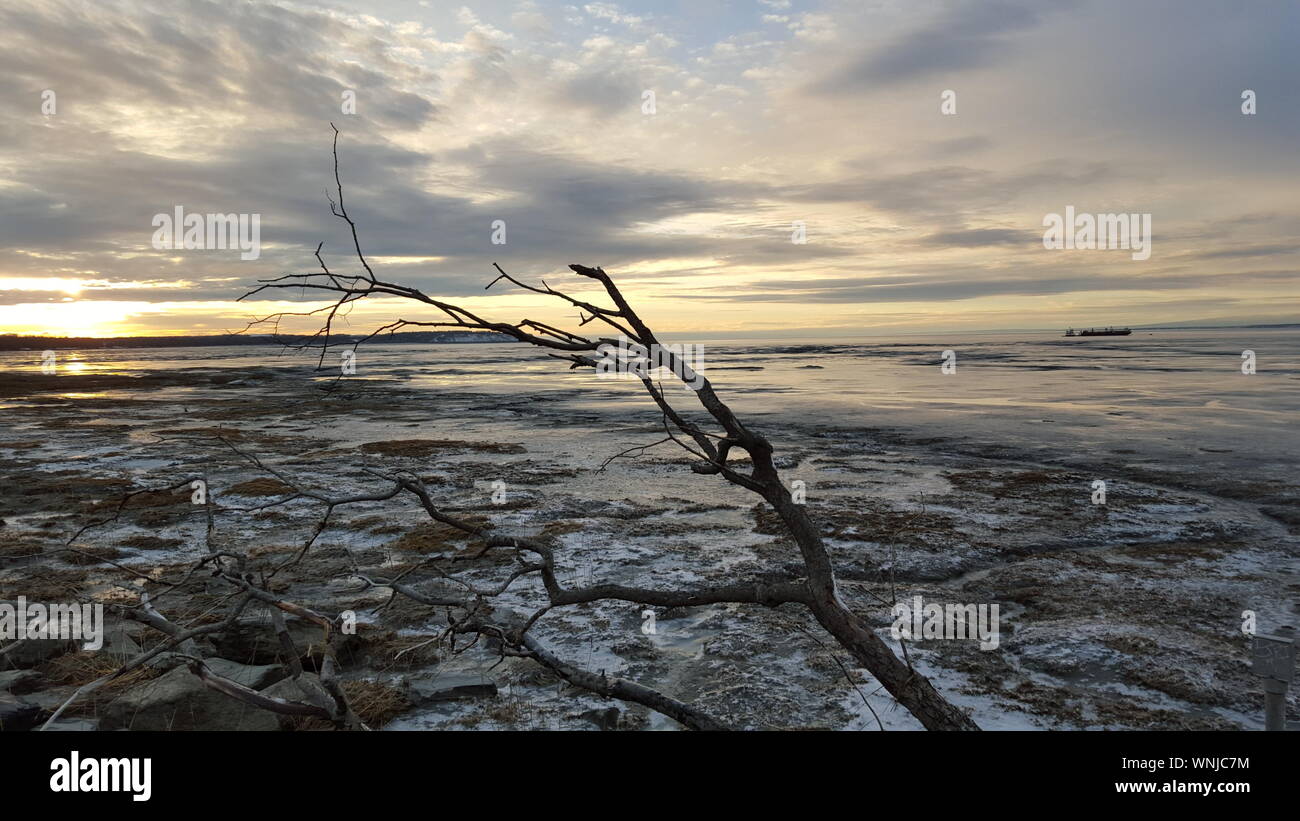 Dead Winter Tree High Resolution Stock Photography and Images - Alamy
