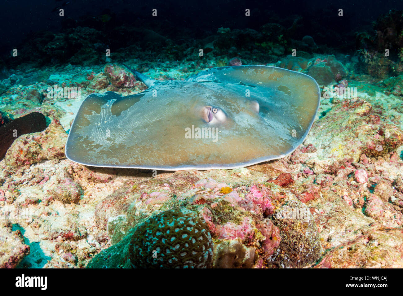 Large Stingray on the seabed on a tropical coral reef Stock Photo - Alamy
