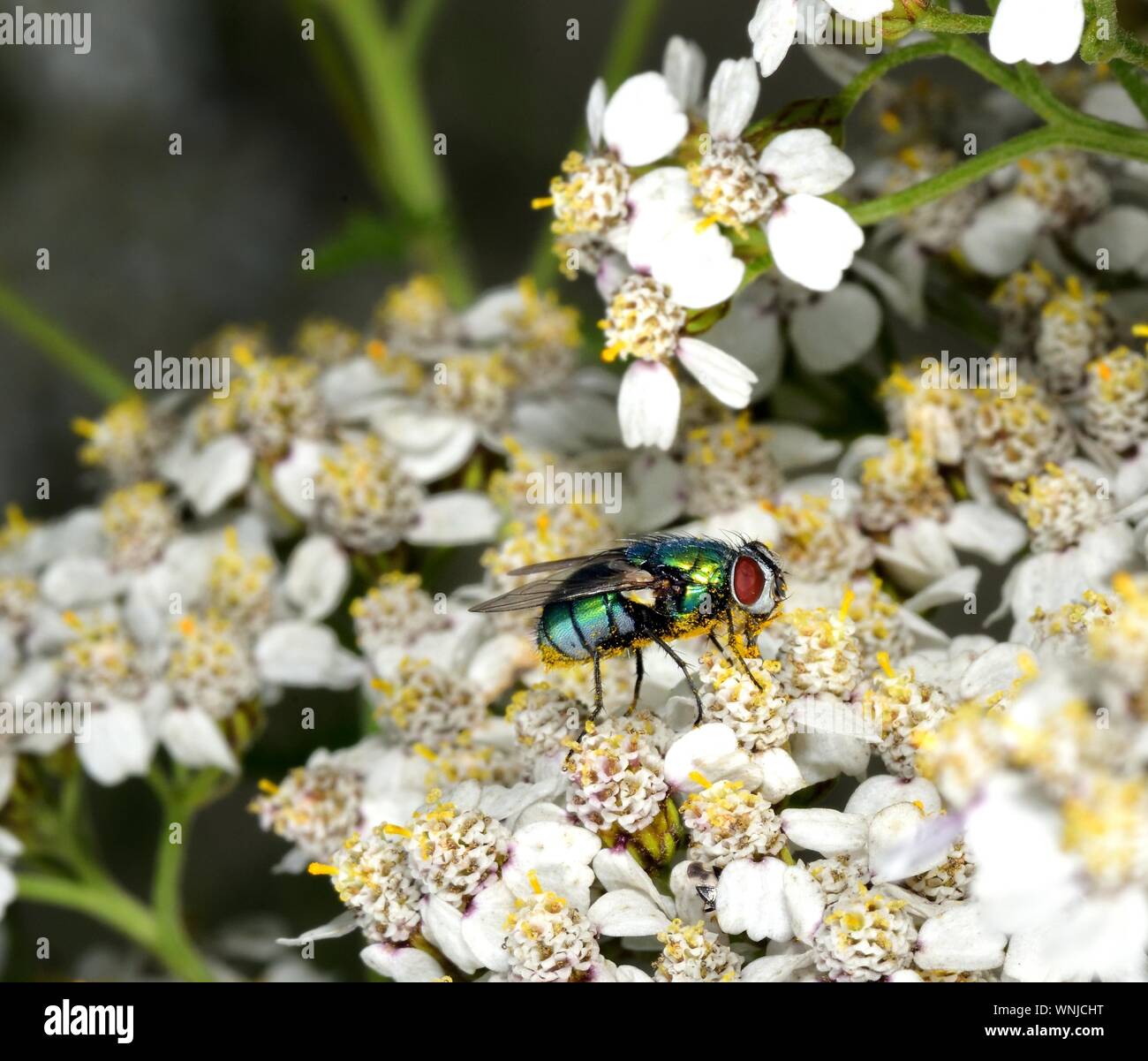 Lucilia sericata nectar hi-res stock photography and images - Alamy