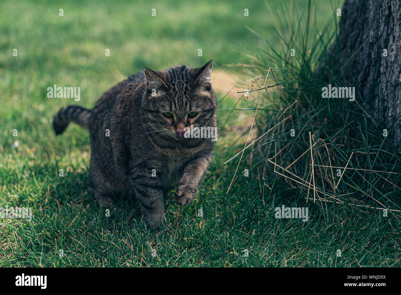 Grey tabby running hi-res stock photography and images - Alamy