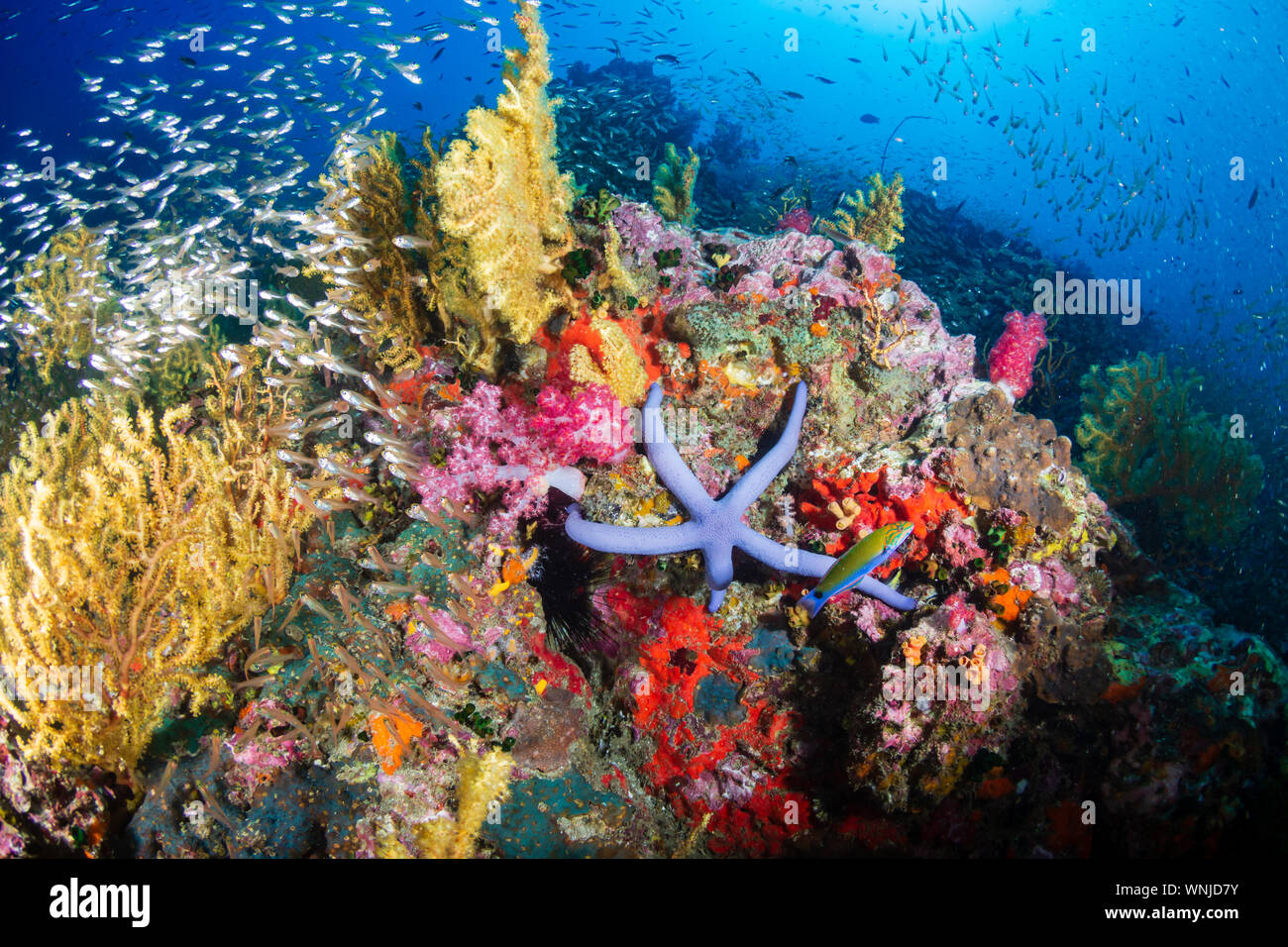 Tropical fish swimming around a healthy, colorful coral reef Stock ...