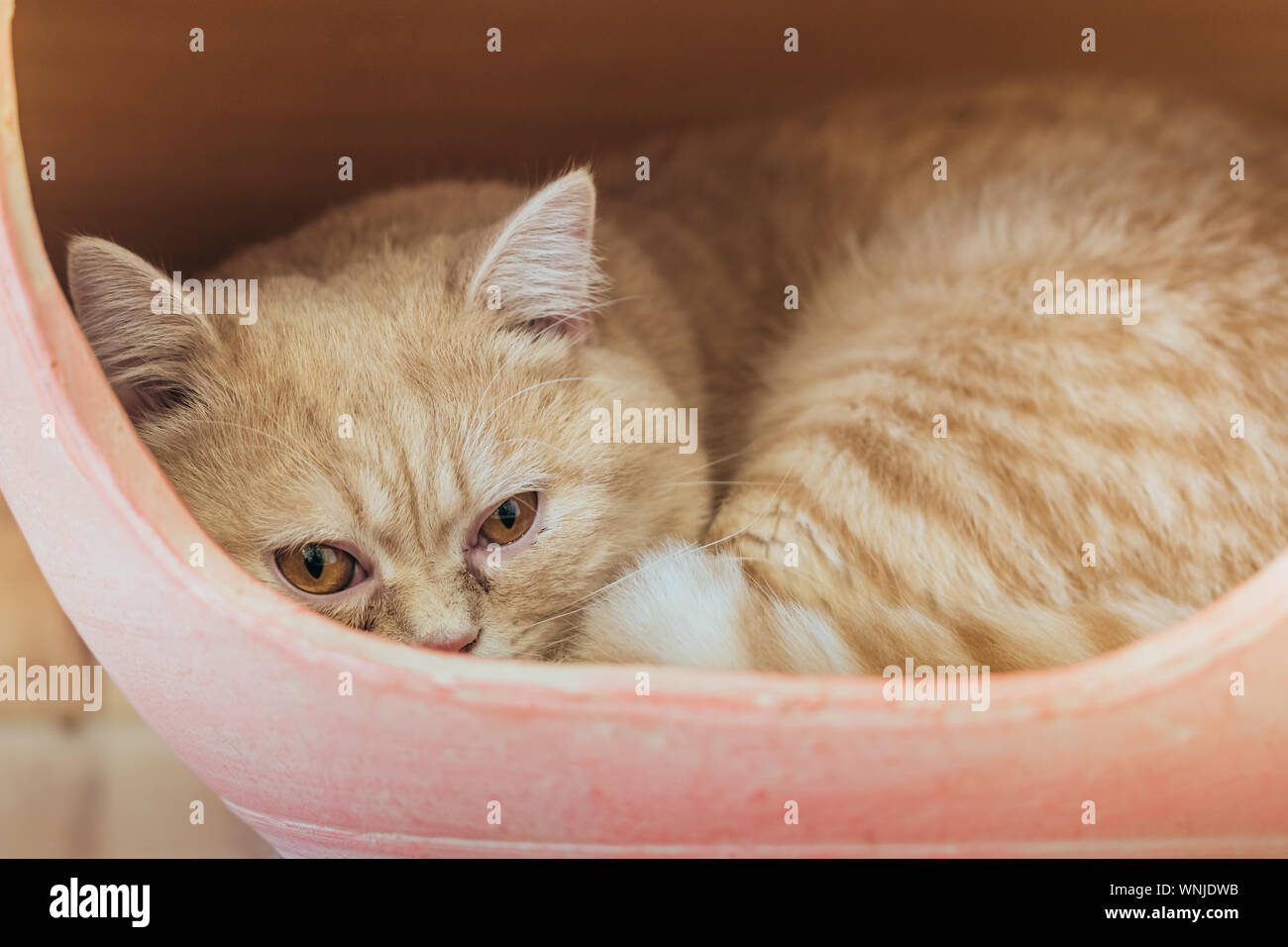 The lazy cat is sleeping lazily in the house Stock Photo - Alamy