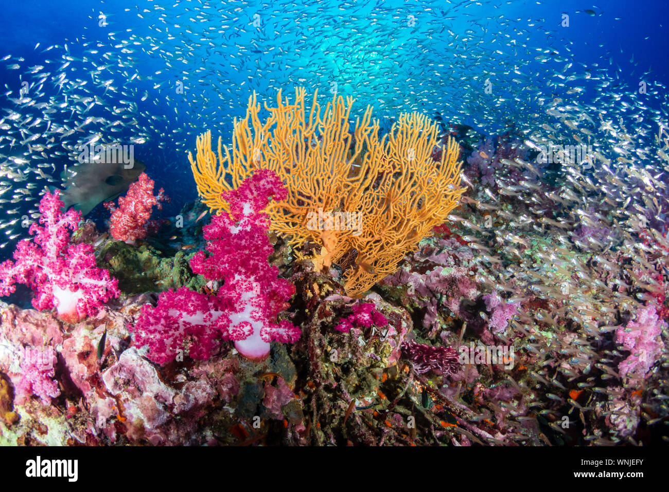 Tropical fish swimming around a healthy, colorful coral reef Stock Photo - Alamy