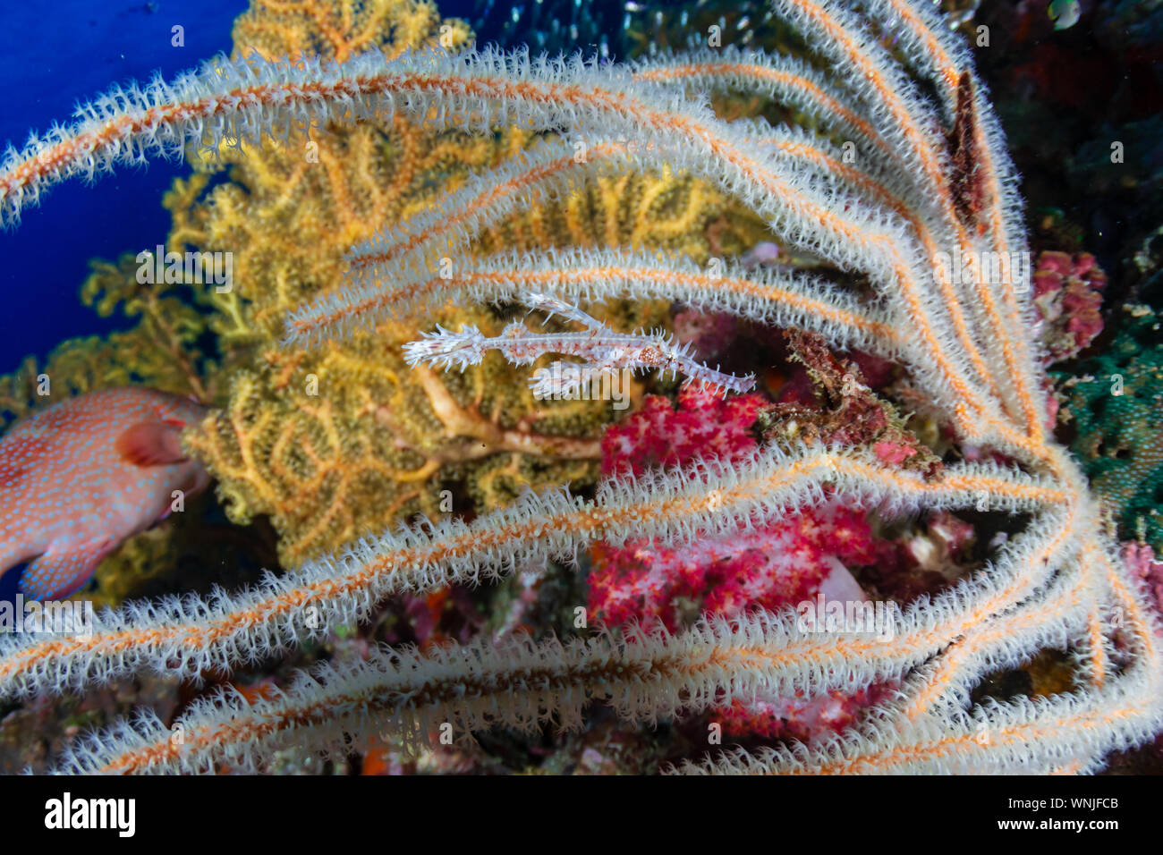 Ornate ghost pipefish thailand hi-res stock photography and images - Alamy