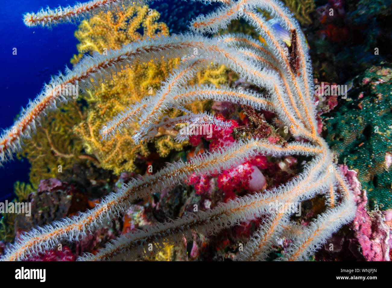Ornate ghost pipefish on hi-res stock photography and images - Alamy