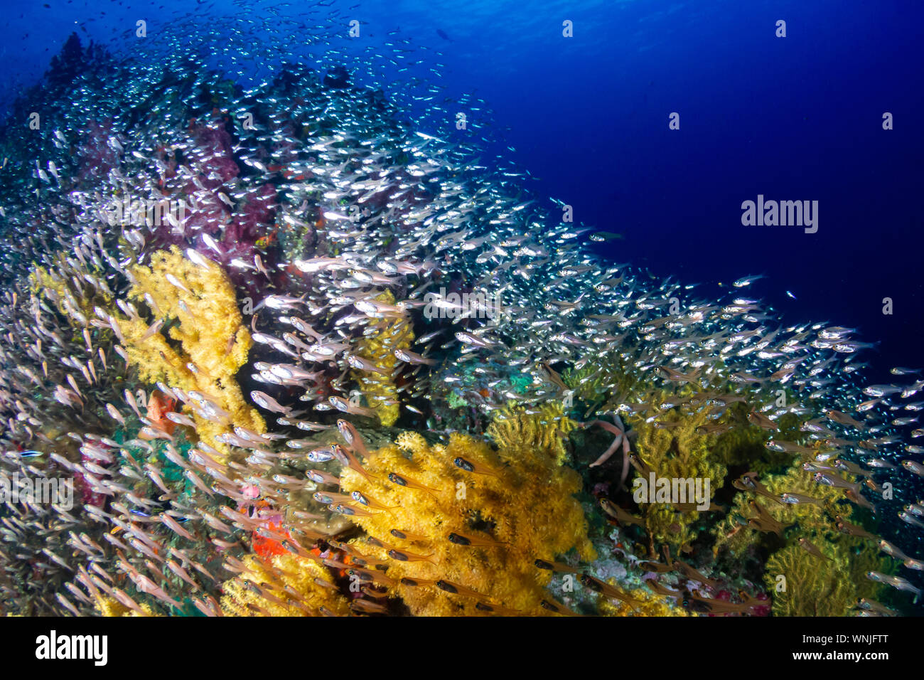 Tropical fish swimming around a healthy, colorful coral reef Stock ...
