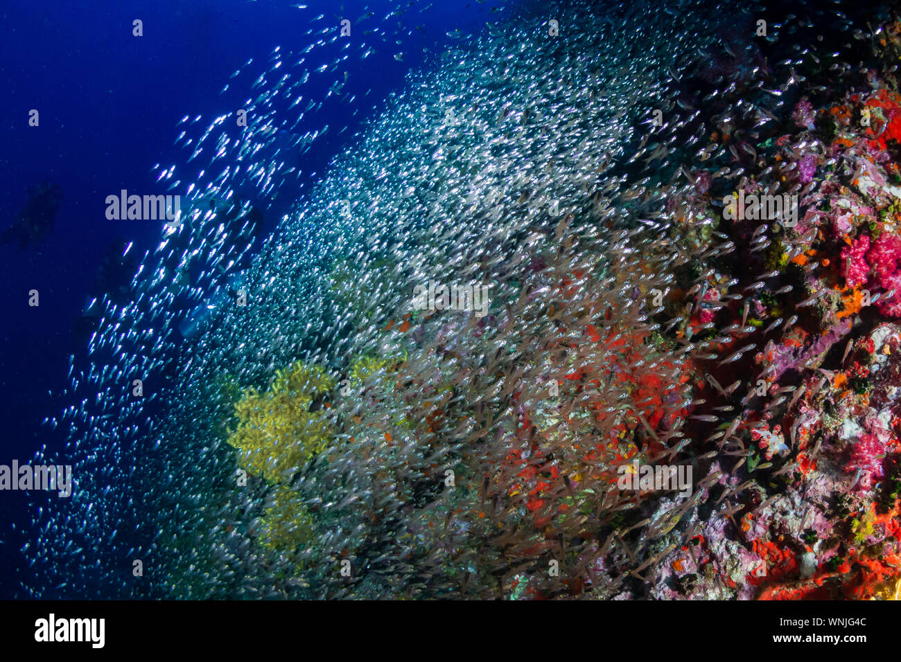 Tropical fish swimming around a healthy, colorful coral reef Stock ...