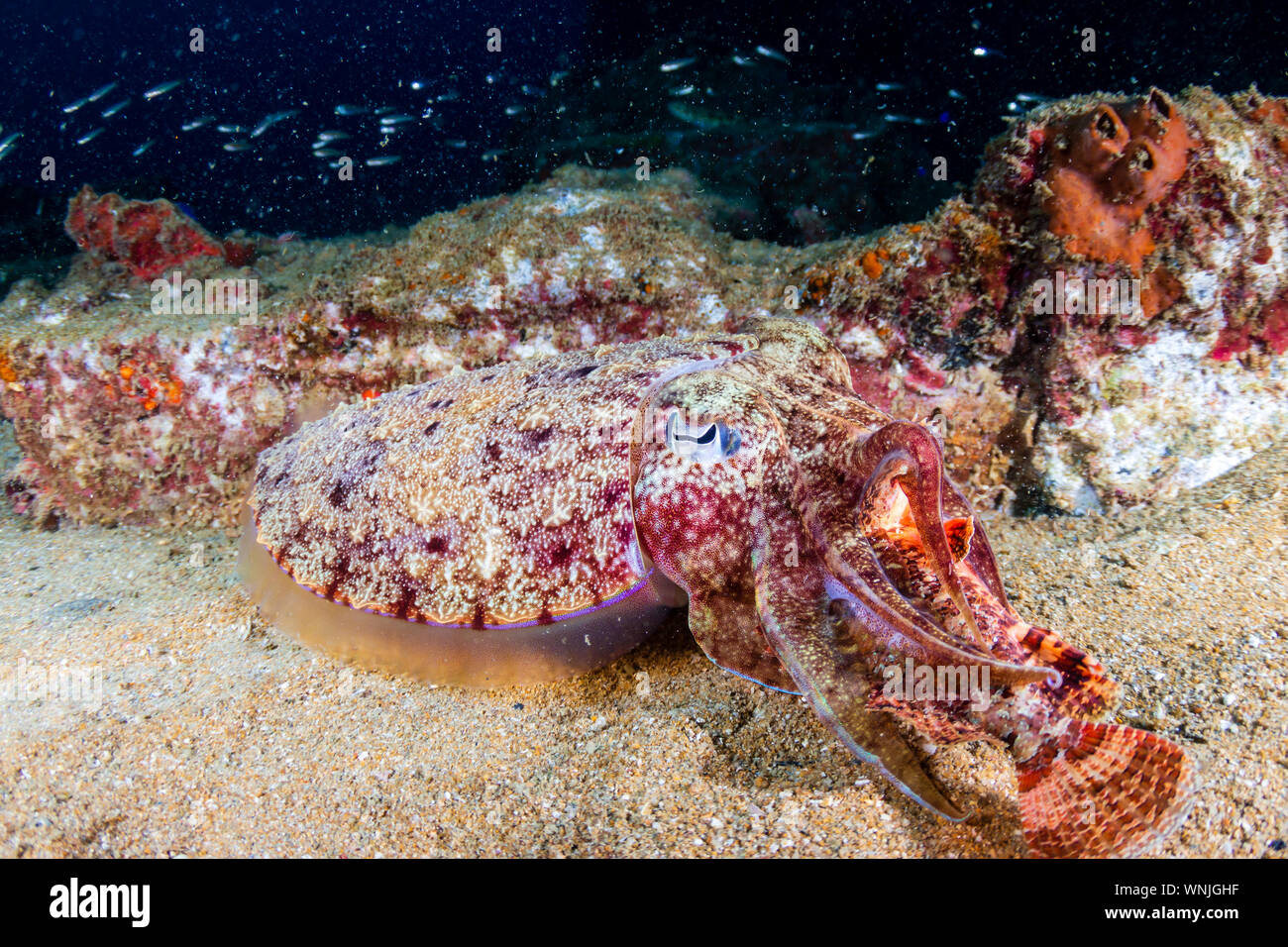 Cuttlefish Feeding