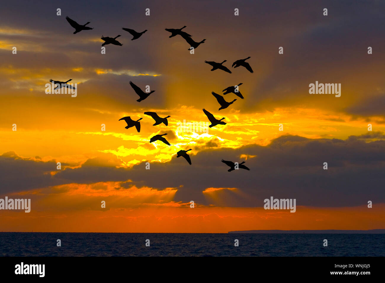 Wading birds breed hi-res stock photography and images - Alamy