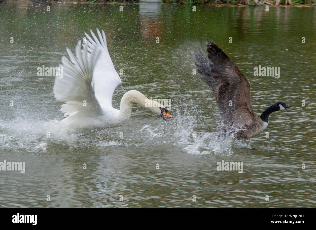 Swan attacking goose Stock Photo - Alamy