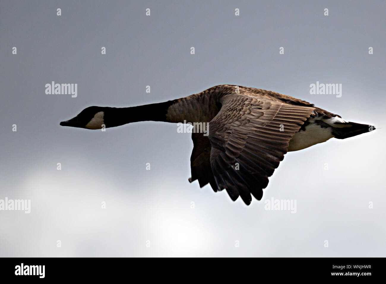 Canada geese gaggle uk hi-res stock photography and images - Alamy