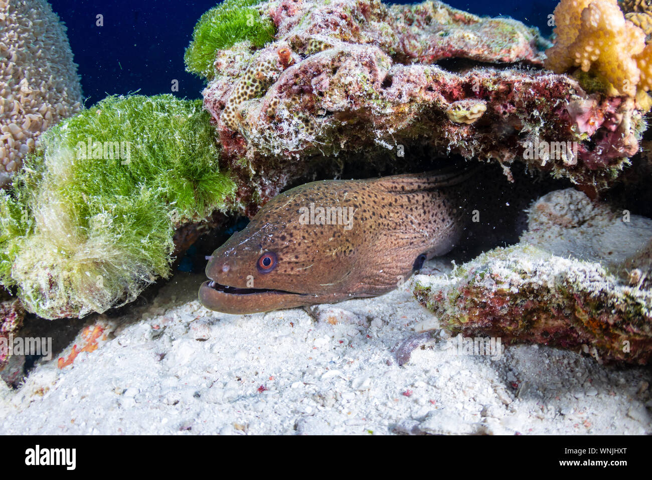 Giant Moray Eel hidden on a tropical coral reef Stock Photo - Alamy