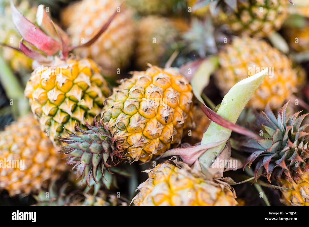 Fresh pineapple fruits. Tropical fruits concept. Healthy and vitamin ...
