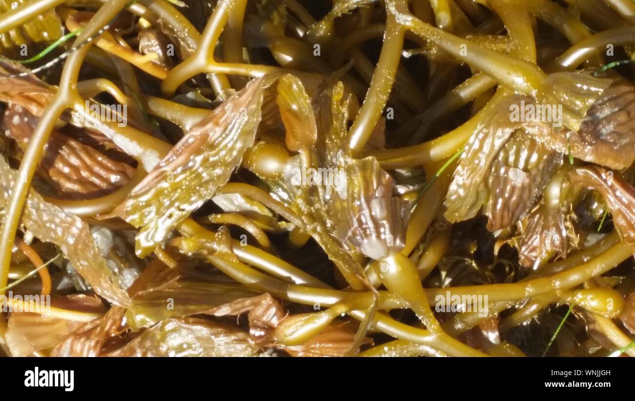Seaweed stem hi-res stock photography and images - Alamy