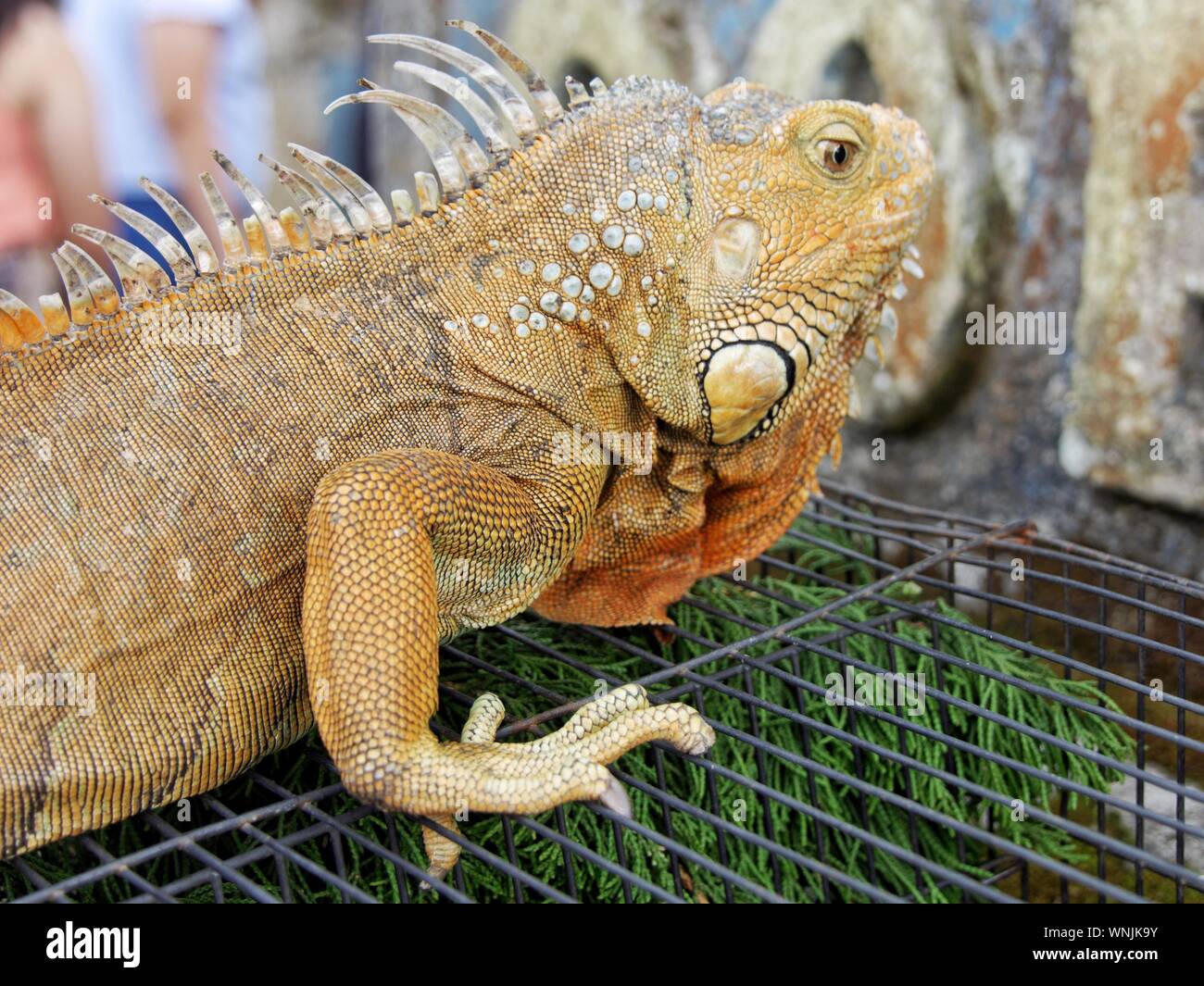 Lizard cage hi-res stock photography and images - Alamy
