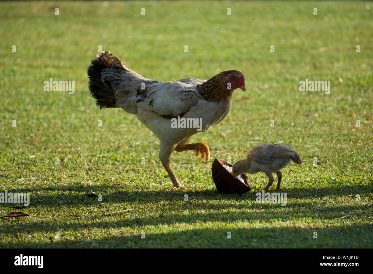 Baby coconut hi-res stock photography and images - Alamy