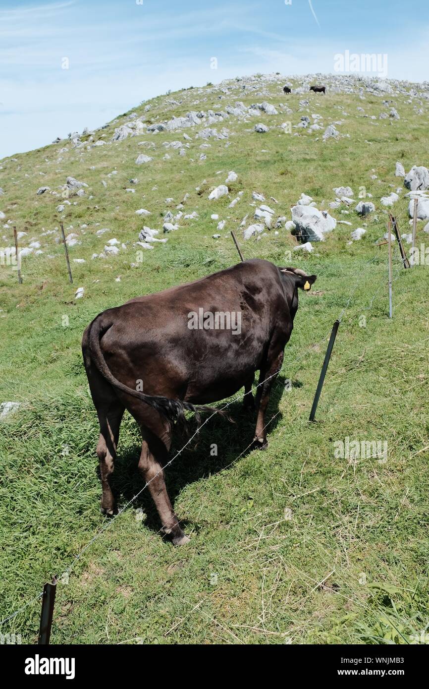Vertical closeup shot of a brown cow grazing in a grass field on a hill ...