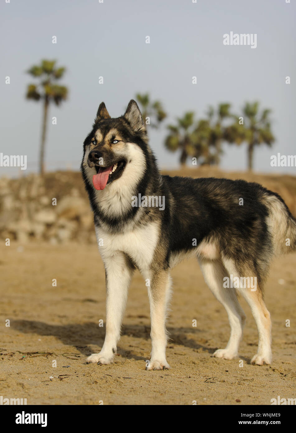Siberian husky on beach hi-res stock photography and images - Alamy