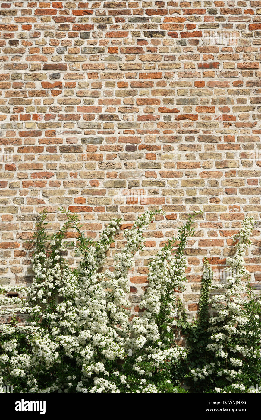 Flowers against brick wall hi-res stock photography and images - Alamy