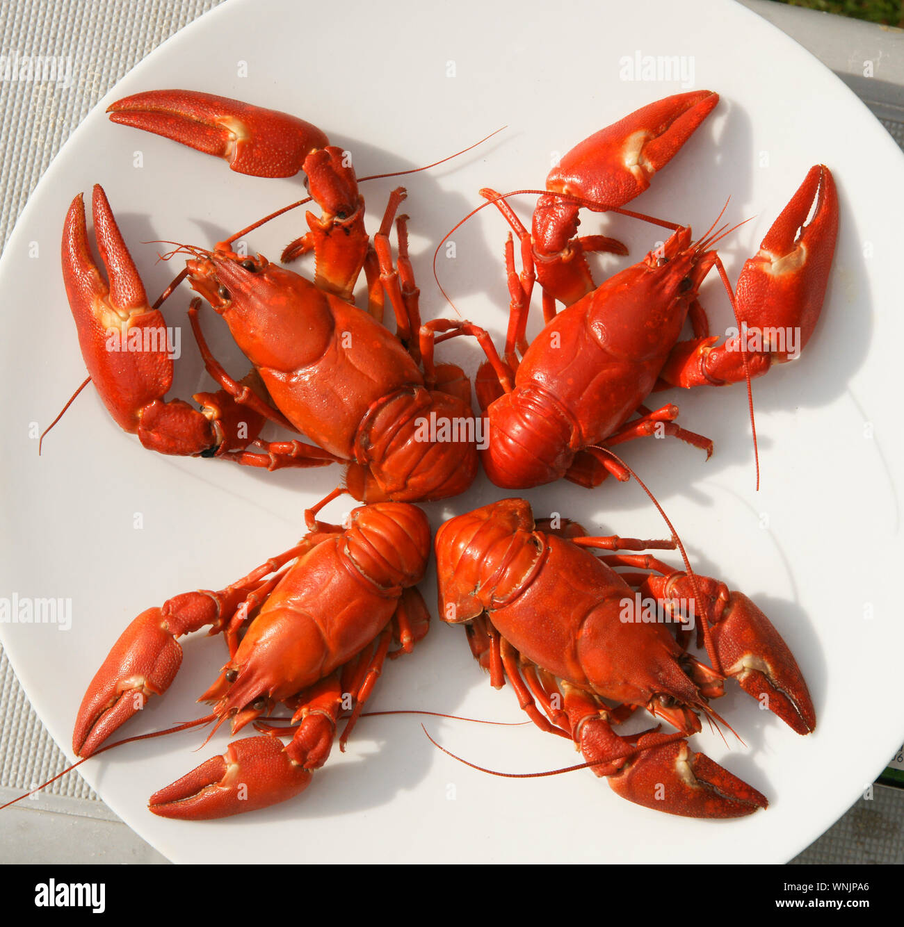 Cooked american signal crayfish hi-res stock photography and images - Alamy