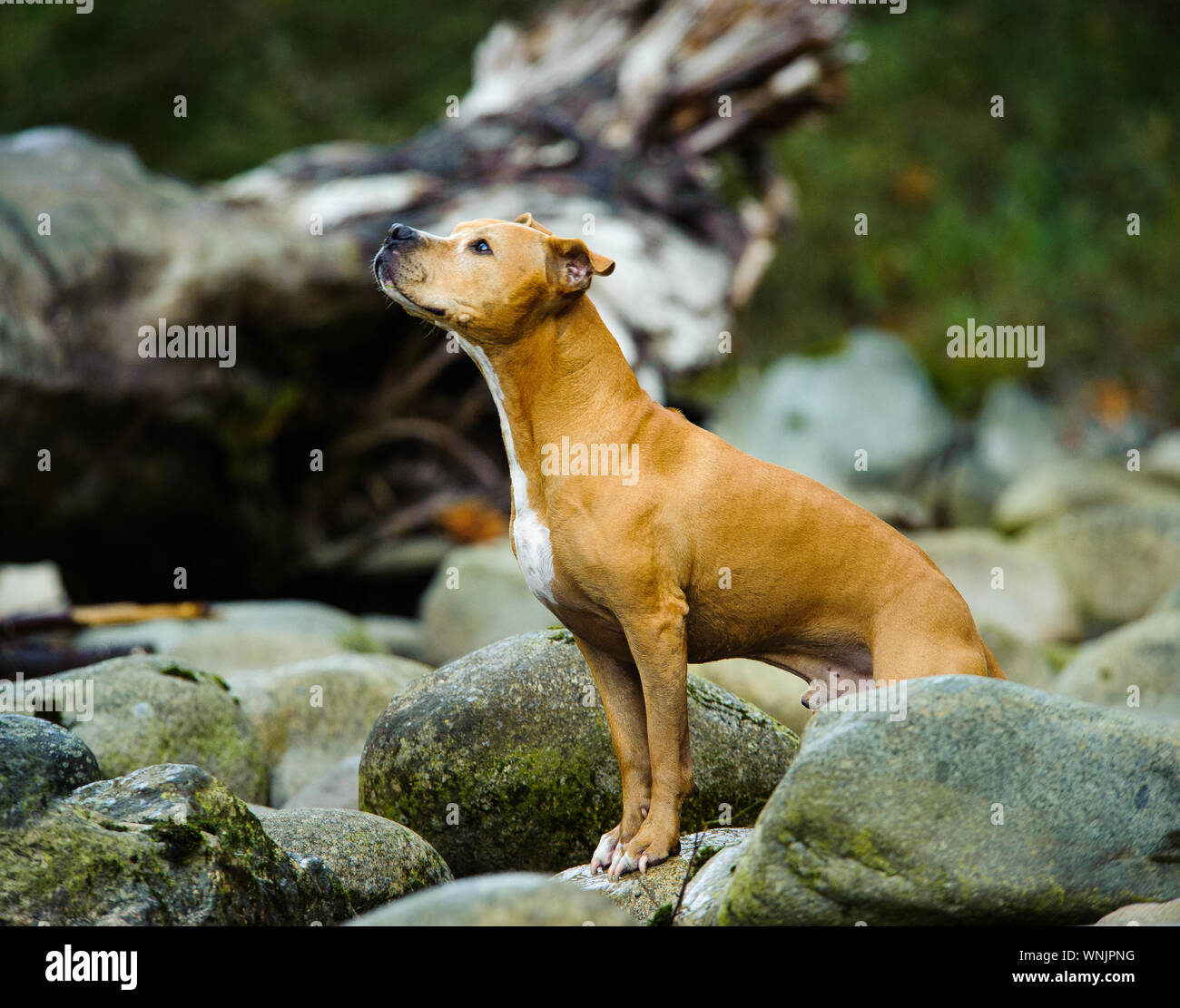 American pit bull hi-res stock photography and images - Alamy