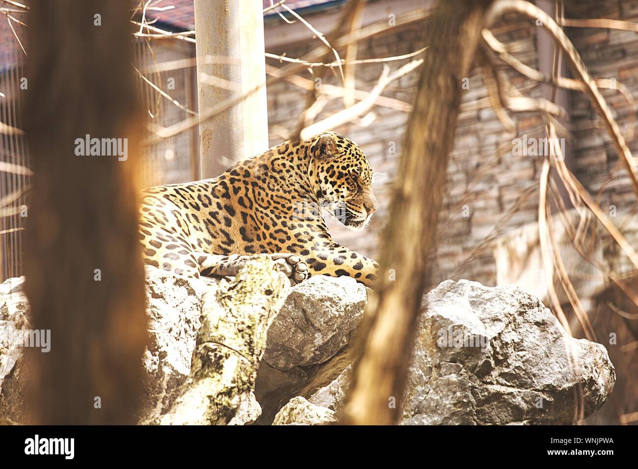 Leopard on rocks hi-res stock photography and images - Alamy