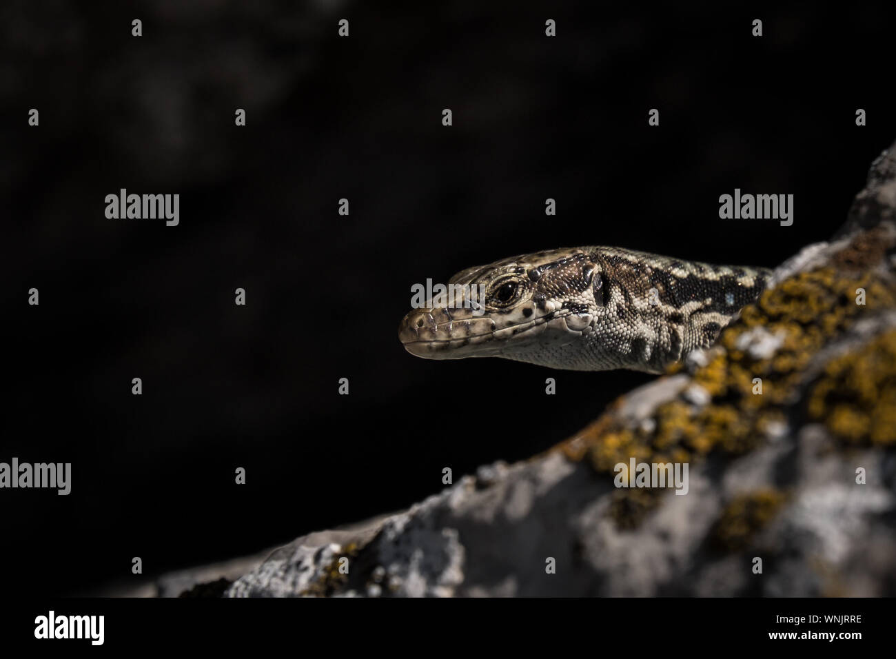 cute lizard taking sun on rock stone. idea and concept of the pristine ...