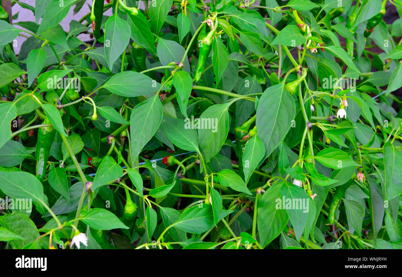 Green chilli plant hi-res stock photography and images - Alamy