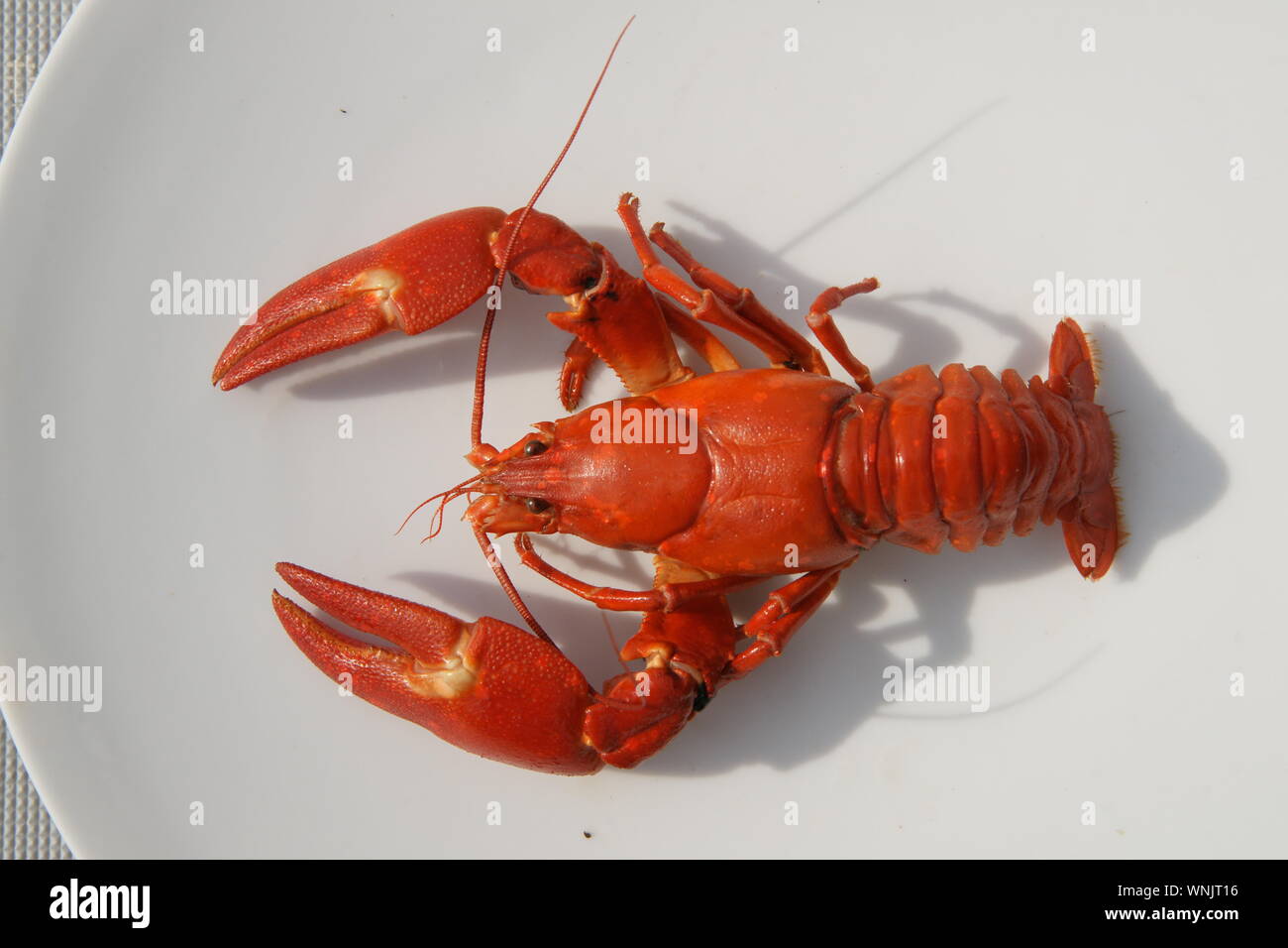 American signal crayfish hi-res stock photography and images - Alamy
