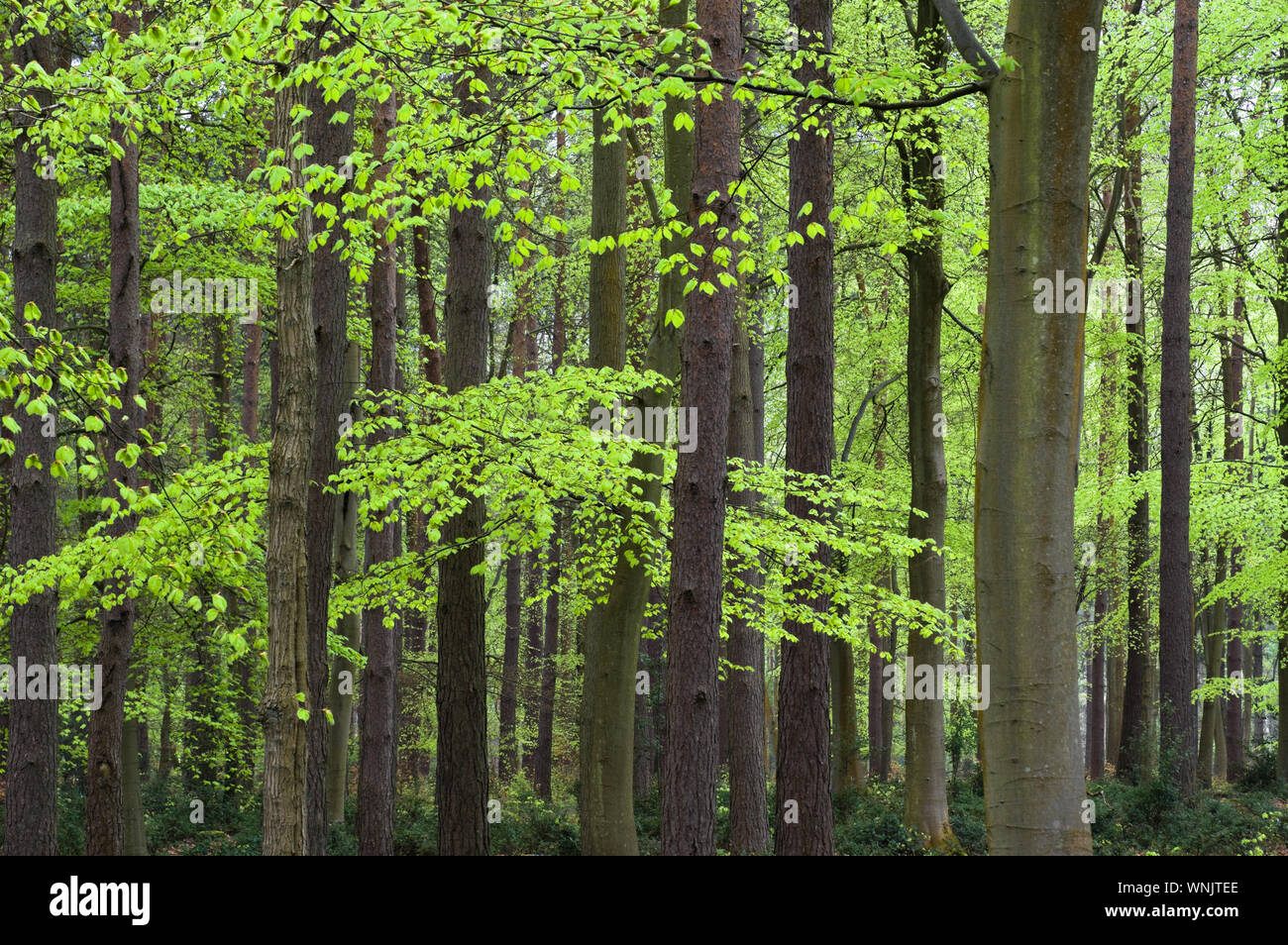 Fresh bright green spring growth leaves on the trees in Swinley Forest ...