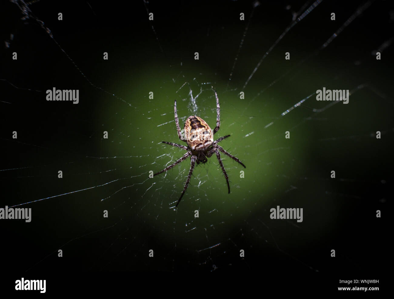 Spider garden-spider Araneus kind araneomorph spiders of the family of ...