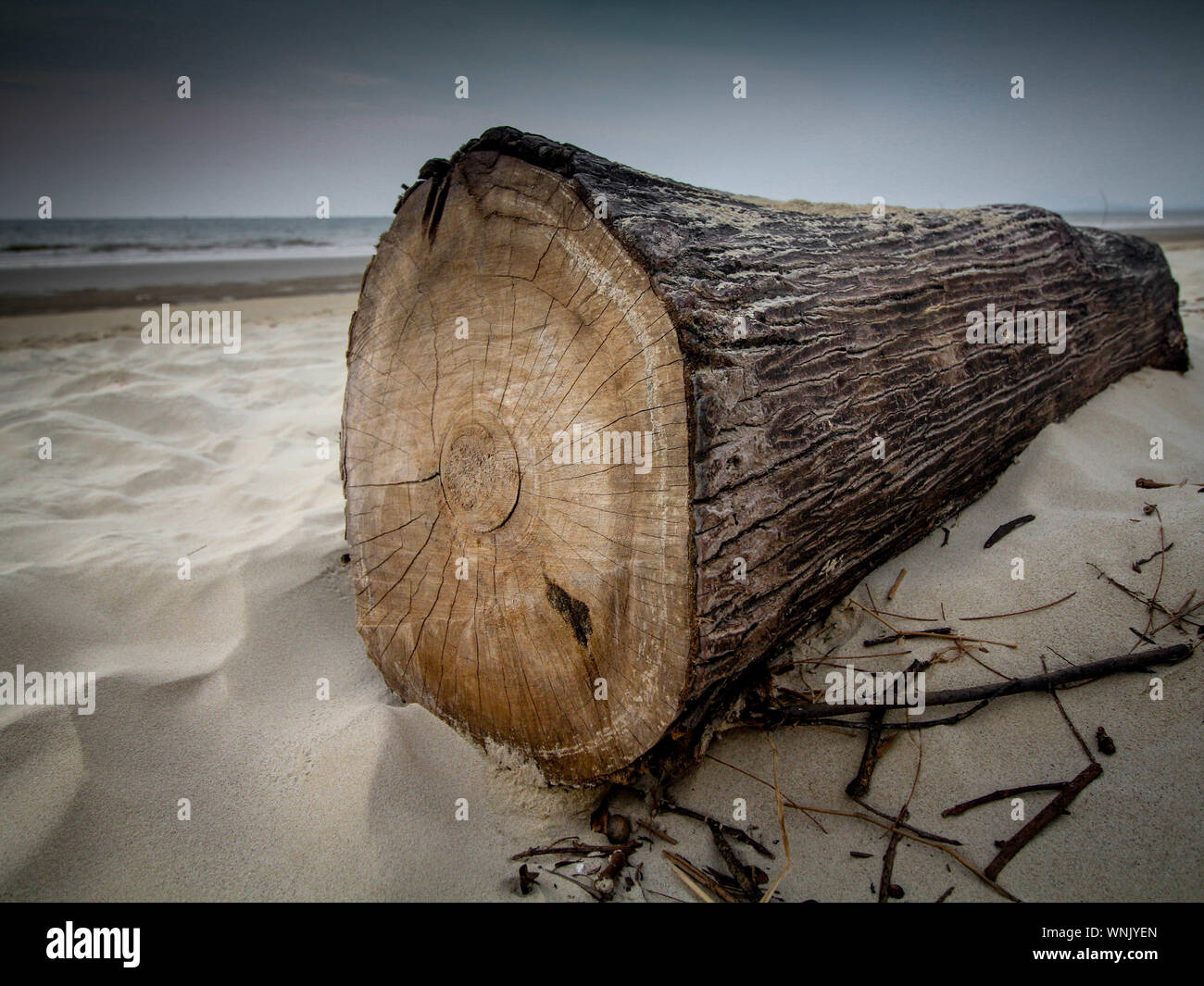 Stump at beach hi-res stock photography and images - Alamy