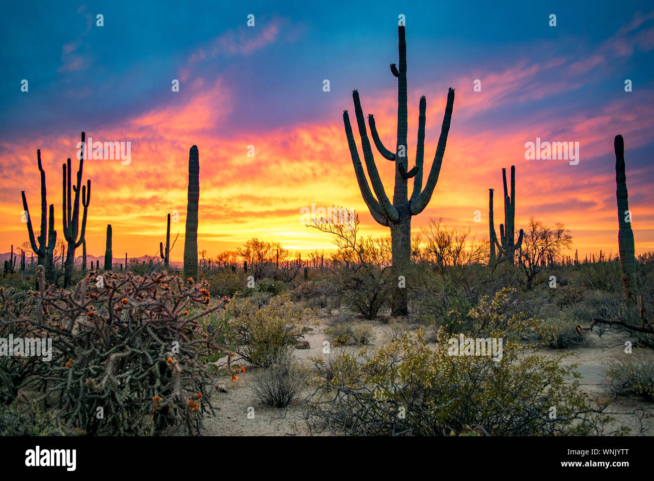 Dramatic Sunset in Arizona Desert: Colorful Sky and Cacti/ Saguaros in ...