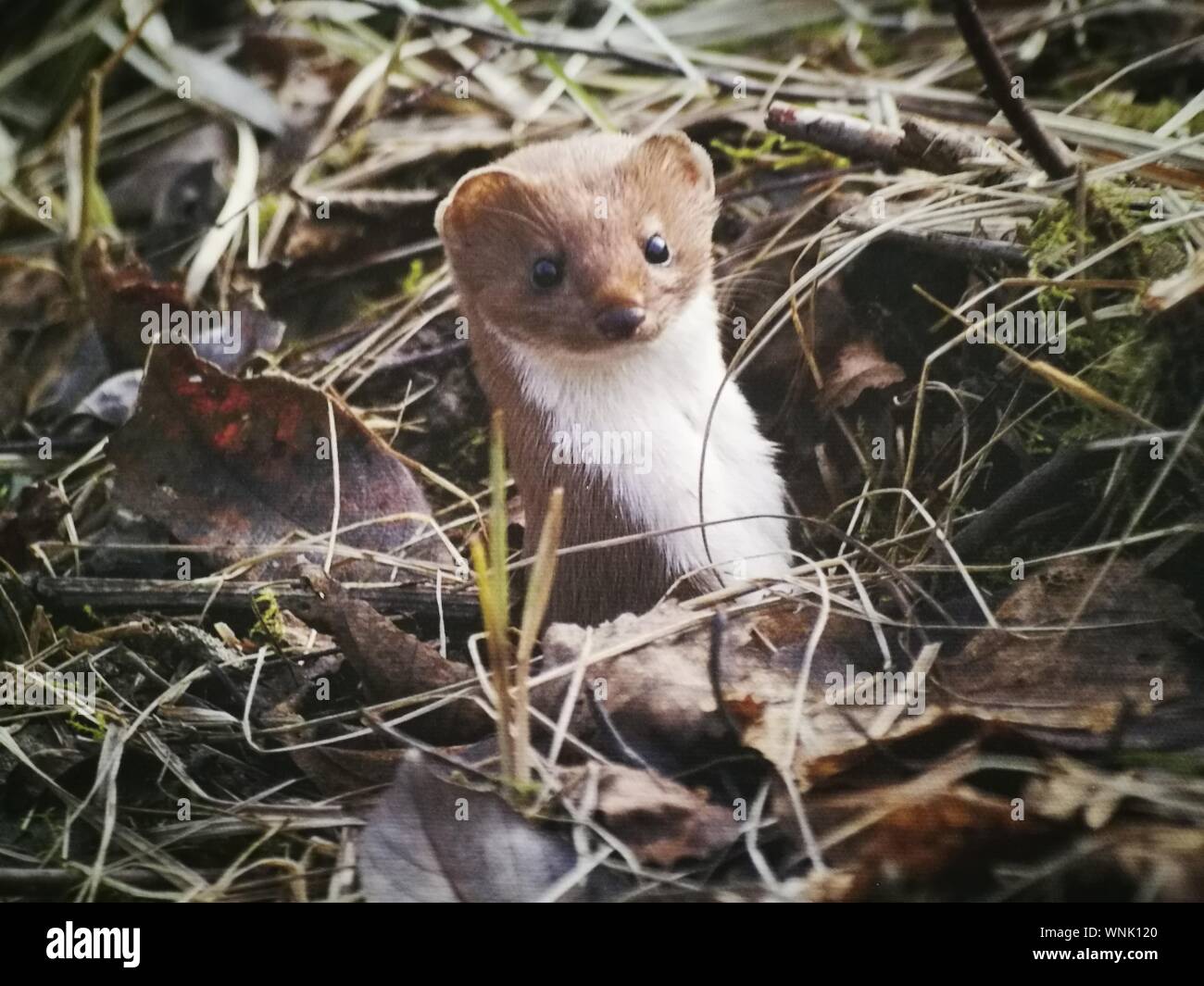 Weasel Hole High Resolution Stock Photography and Images - Alamy