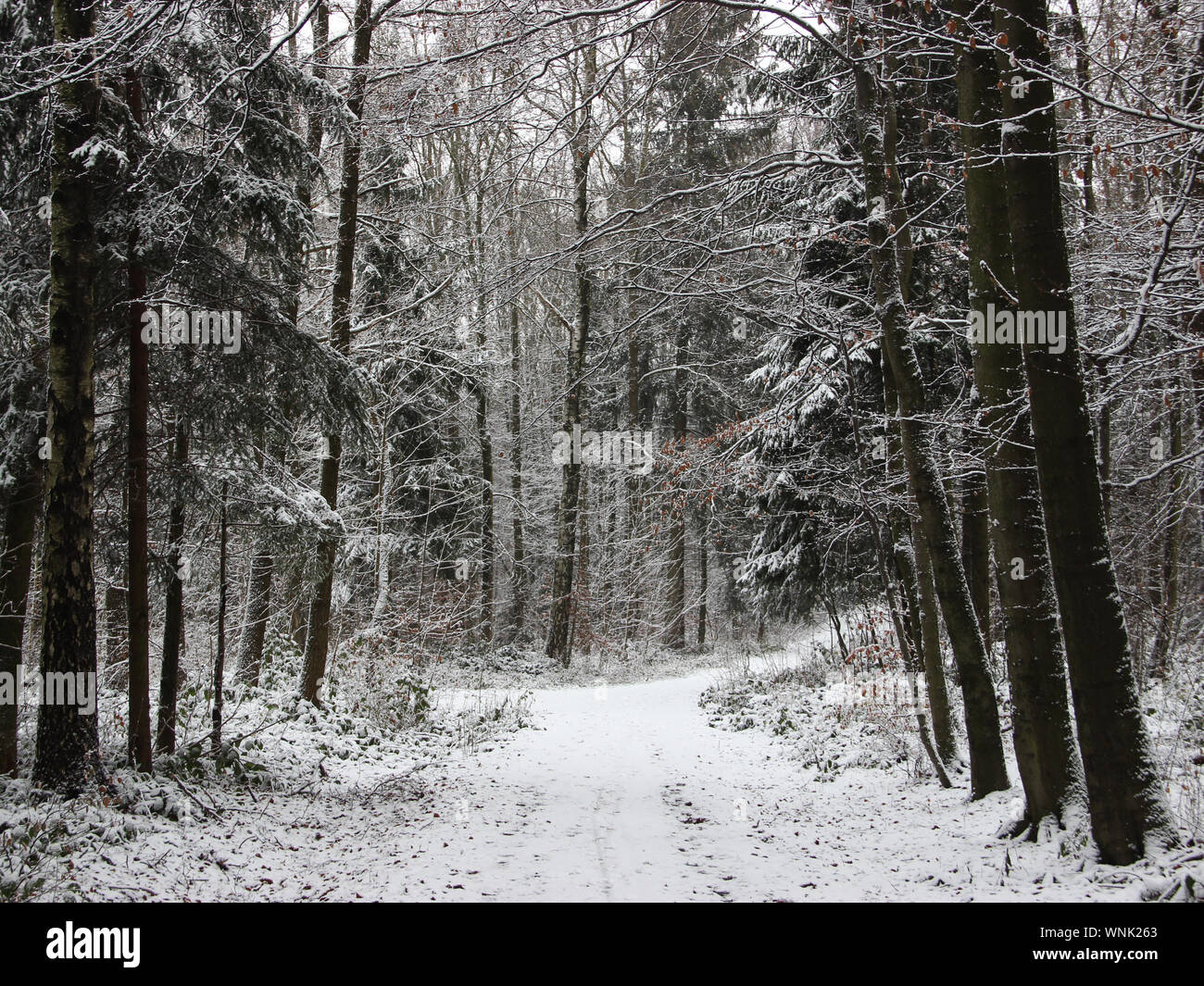Pathway covered by trees hi-res stock photography and images - Alamy
