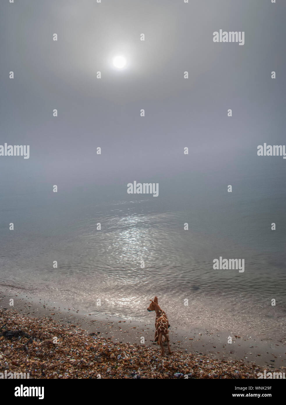 Whippet water hi-res stock photography and images - Alamy