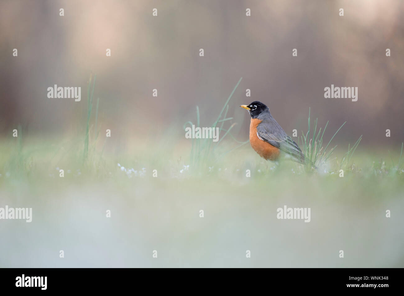 An American Robin stands next to taller green grass with a smooth ...