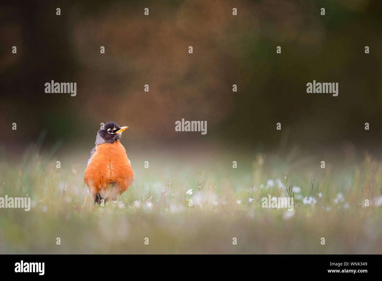 An American Robin stands up tall in low grass in soft sunny light with ...