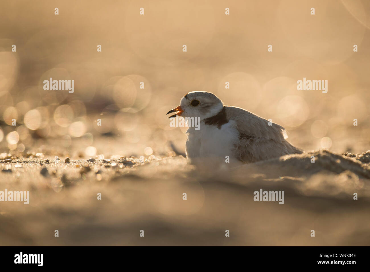 Adult Piping Plover sits on a sandy beach glowing in the backlight ...