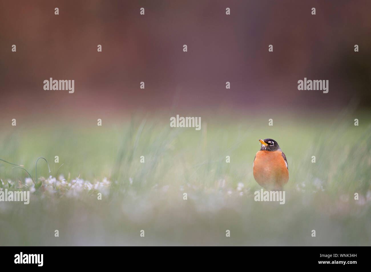 American robin hi-res stock photography and images - Alamy