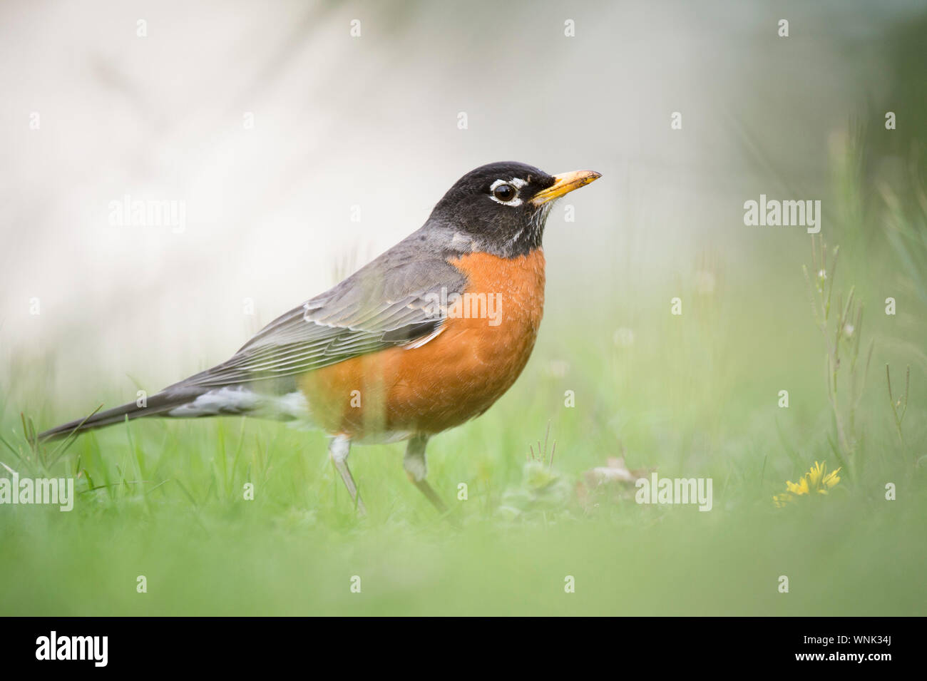 An American Robin stands in bright green grass with a light white ...