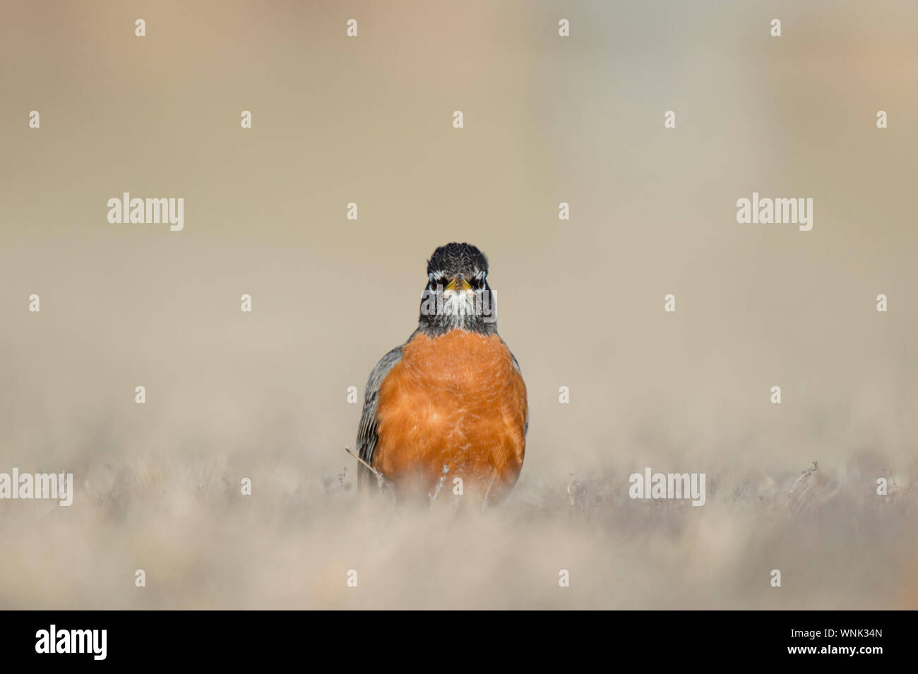 An American Robin stands on the ground on a sunny day looking head on ...