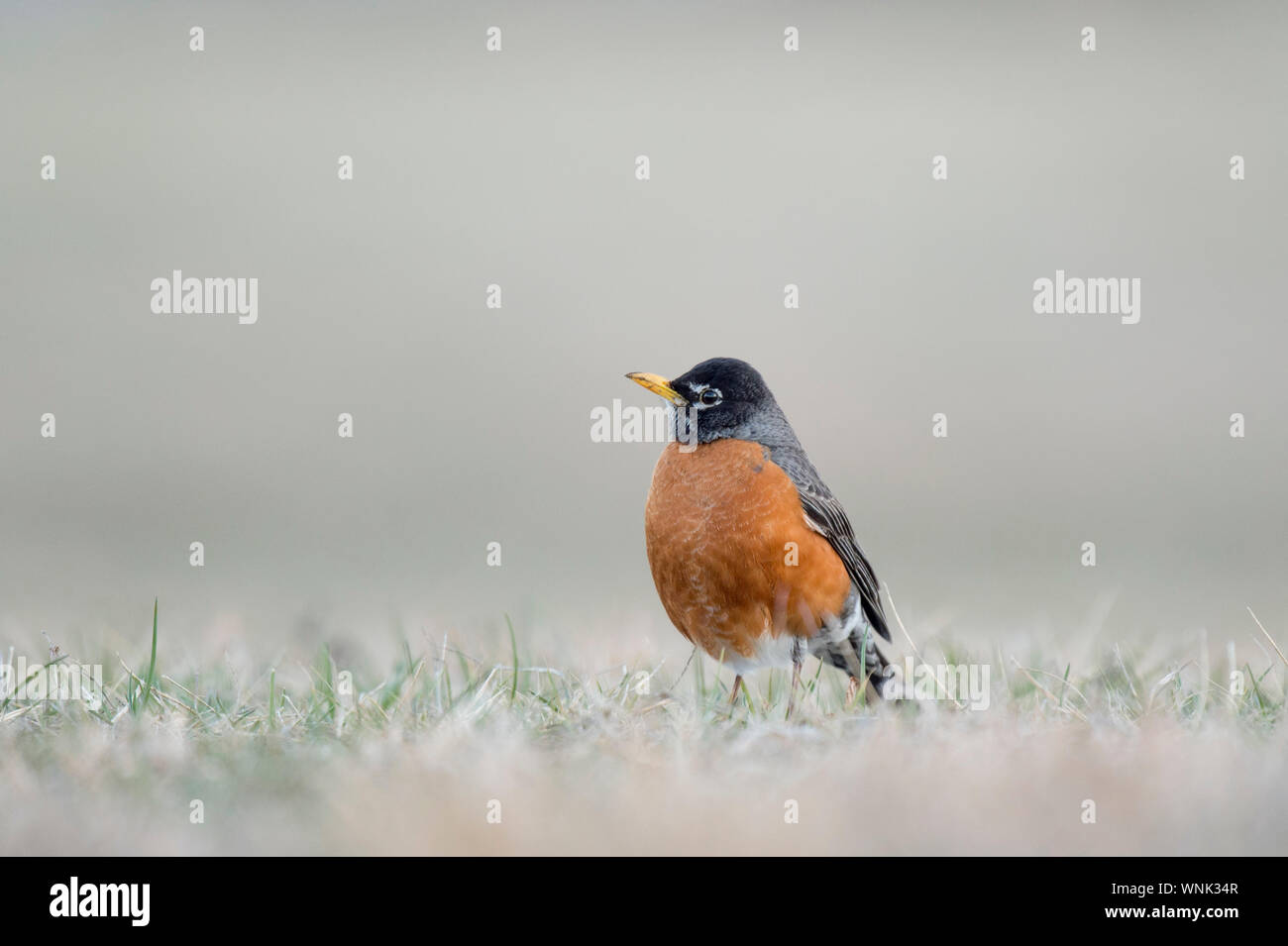 An American Robin stands on the ground in soft light with a smooth gray ...